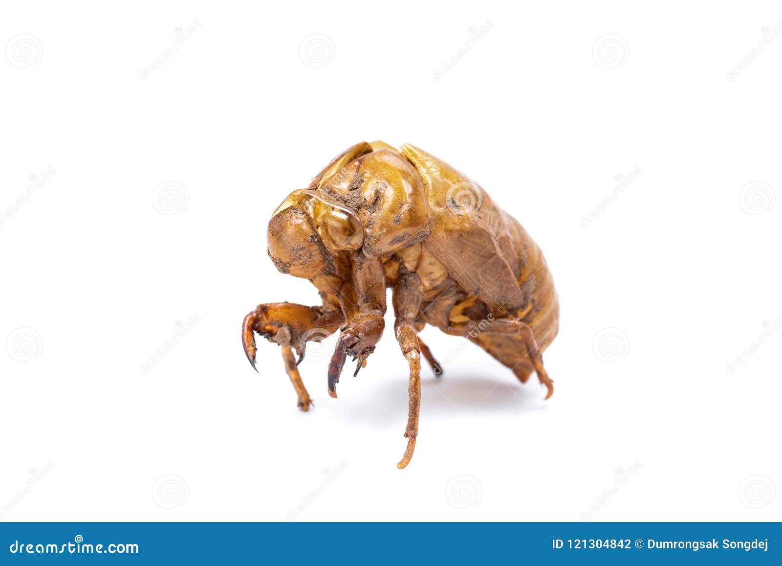 Cycle De Vie D'insecte, Mue De Cigale Photo stock - Image du insecte ...