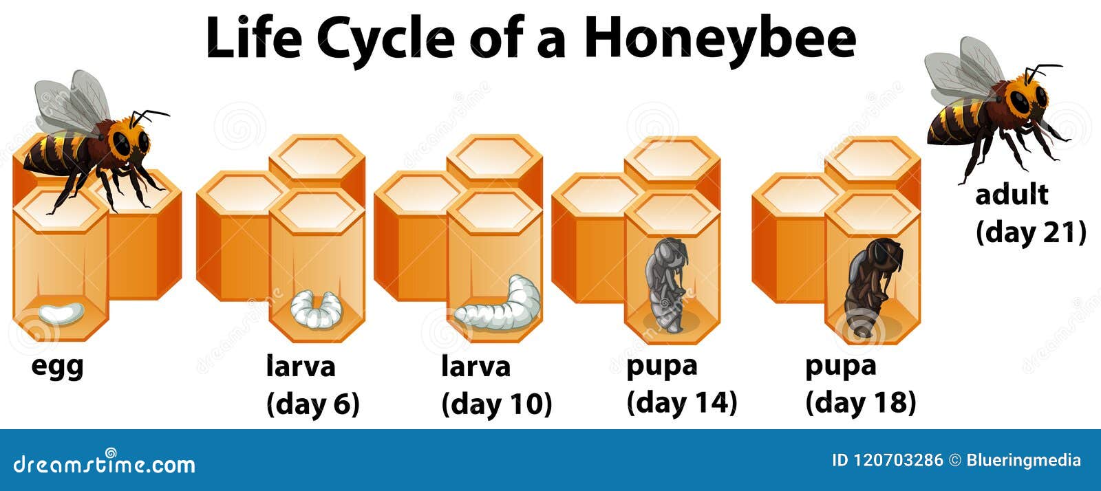 Cycle de vie d'une abeille illustration de vecteur. Illustration du ...