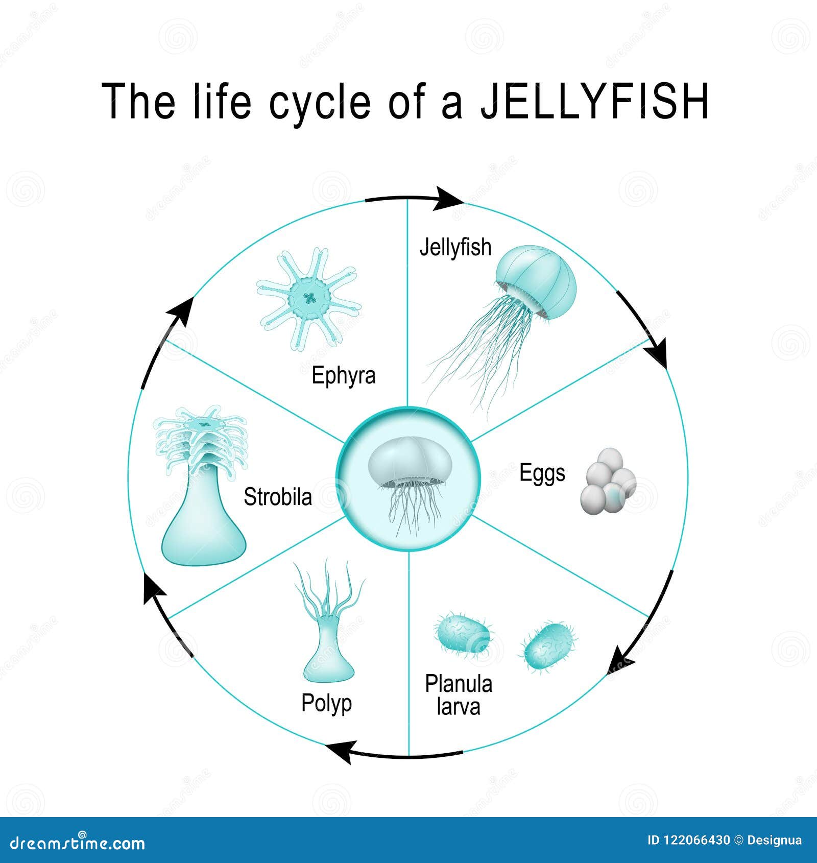 Cycle de vie d'une méduse illustration de vecteur. Illustration du ...