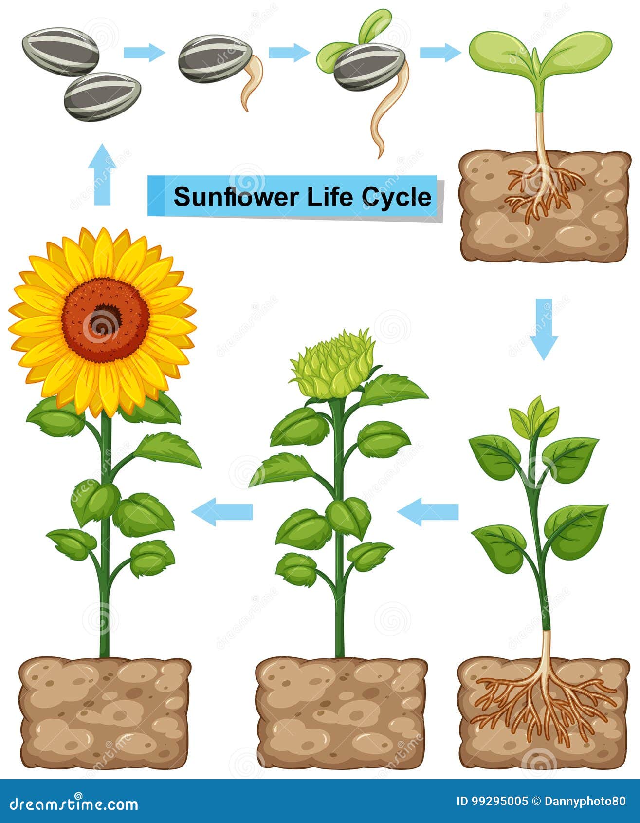 Cycle De Vie D'usine De Tournesol Illustration de Vecteur ...