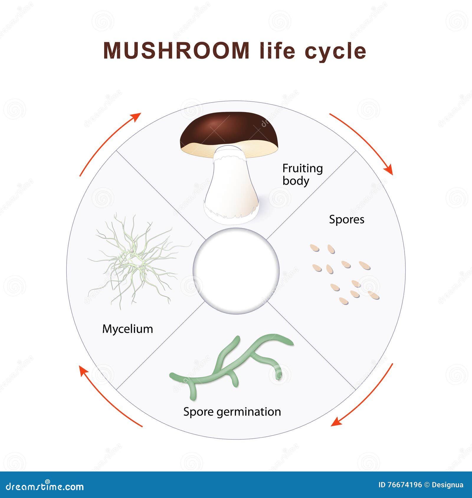 Cycle de vie de champignon illustration de vecteur. Illustration du ...