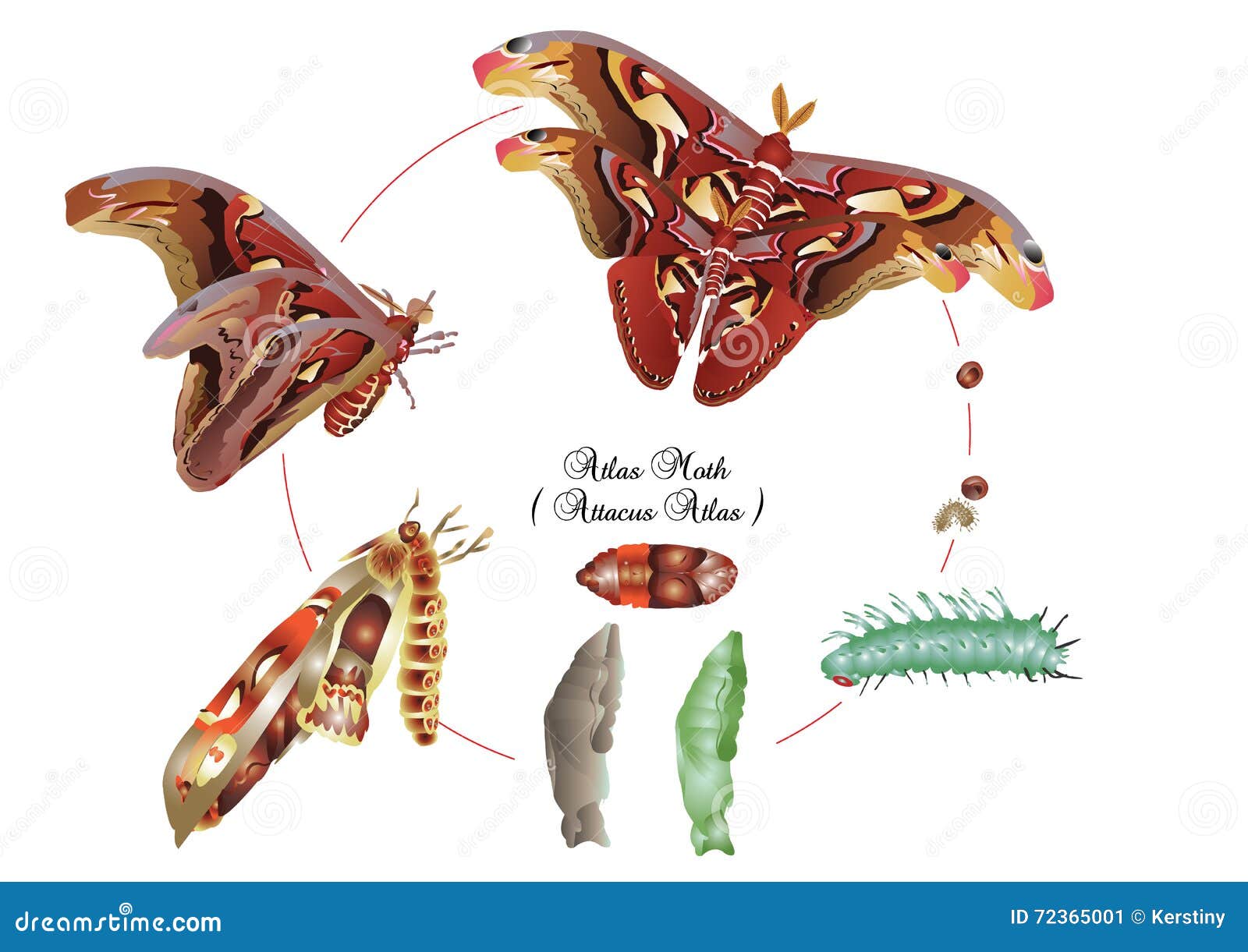 Cycle De Vie De Mite D'atlas Illustration Stock - Illustration du ...