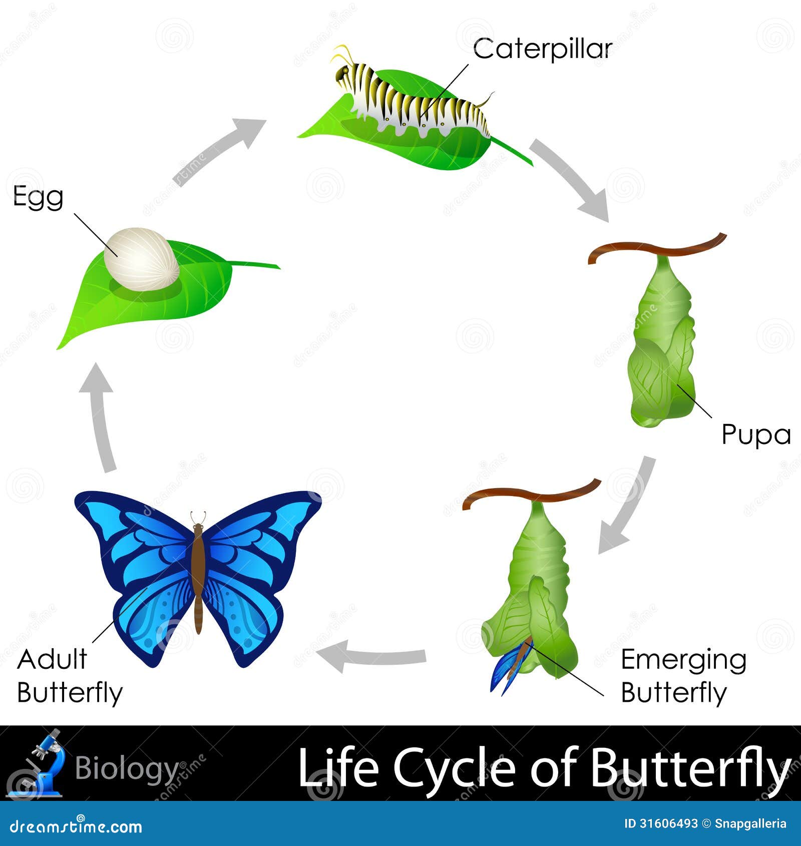 Cycle de vie de papillon illustration stock. Illustration du ...