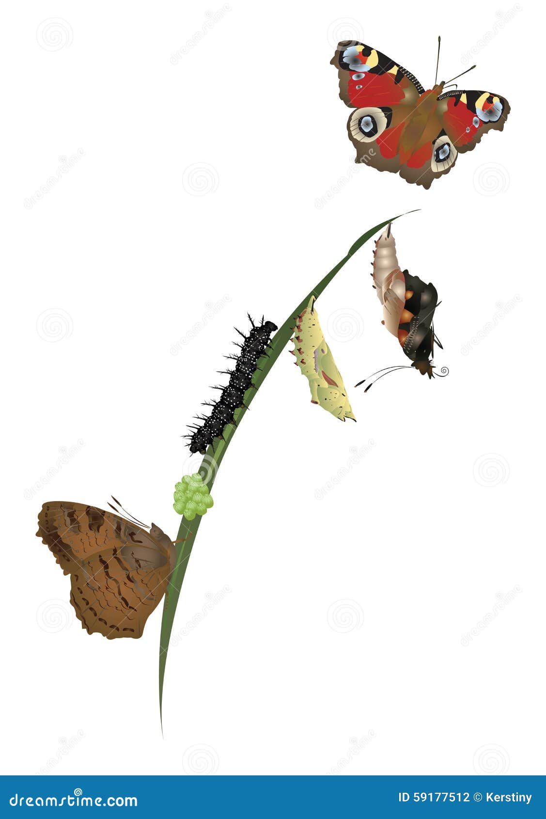 Cycle de vie de papillon illustration stock. Illustration du ...