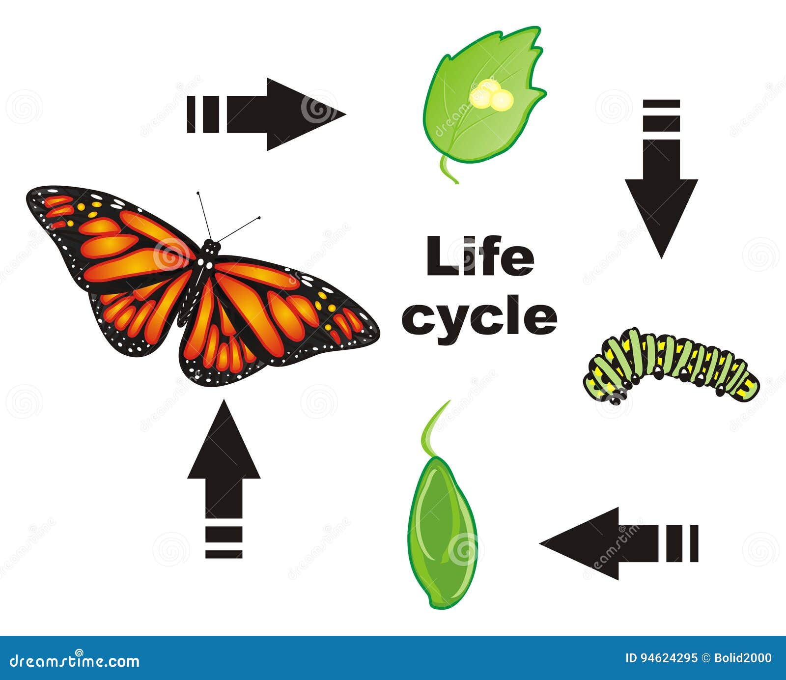 Cycle de vie de papillon illustration stock. Illustration du antenne ...