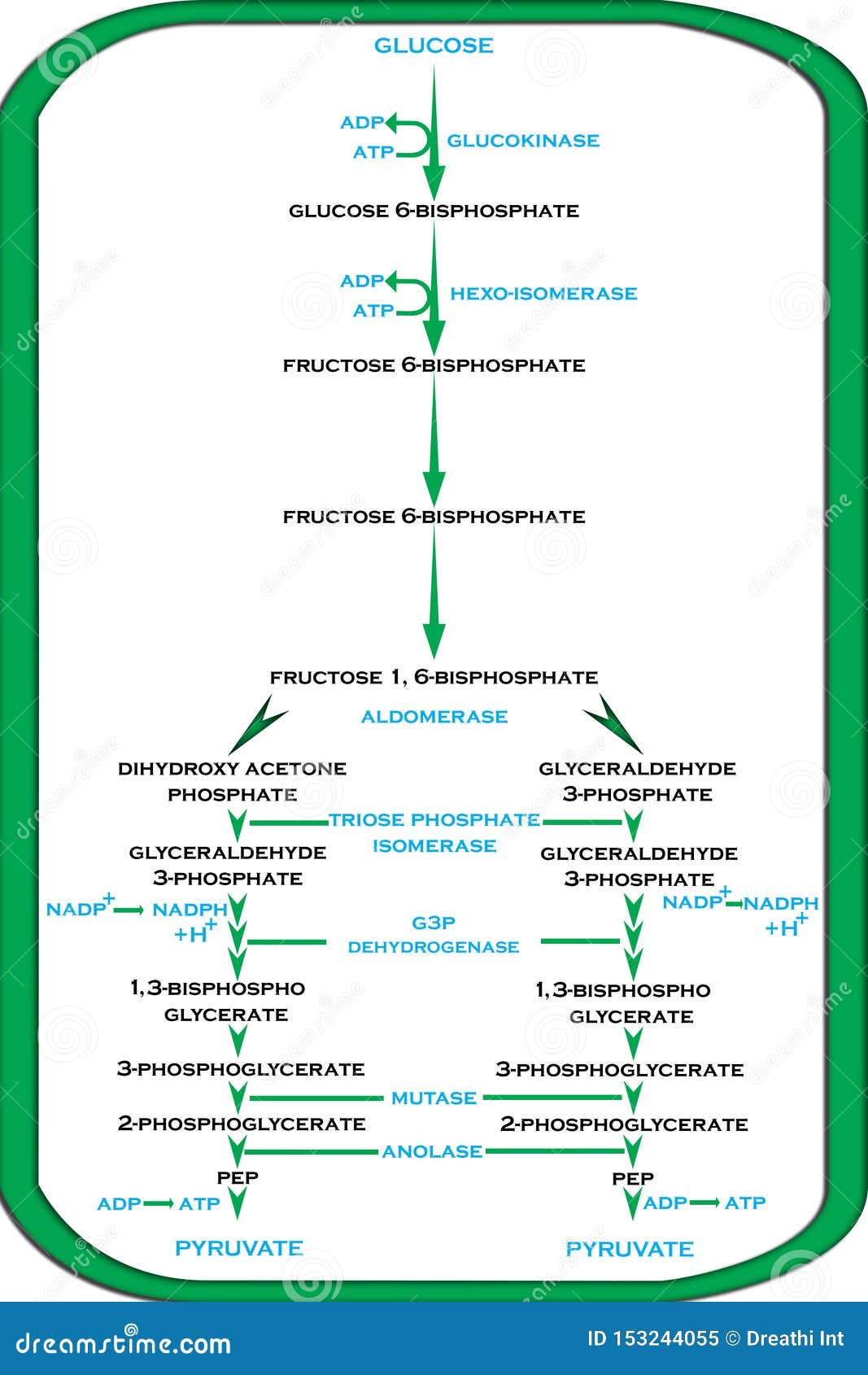 Cycle of Glycolysis in Plants Stock Illustration - Illustration of ... Cycle of Glycolysis in Plants Stock Illustration - Illustration of ...