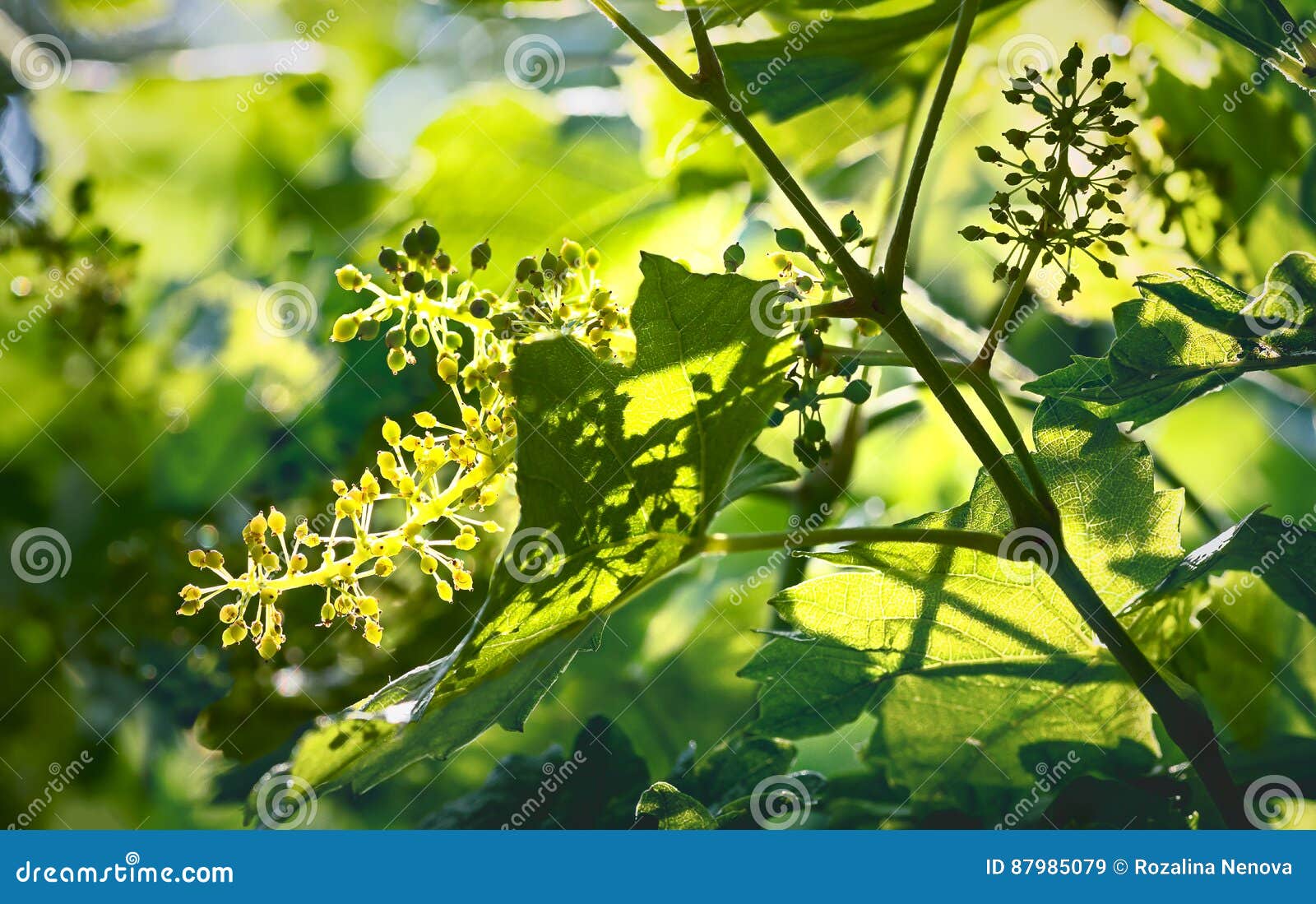 Cycle of grapevines stock image. Image of clusters, fruit - 87985079