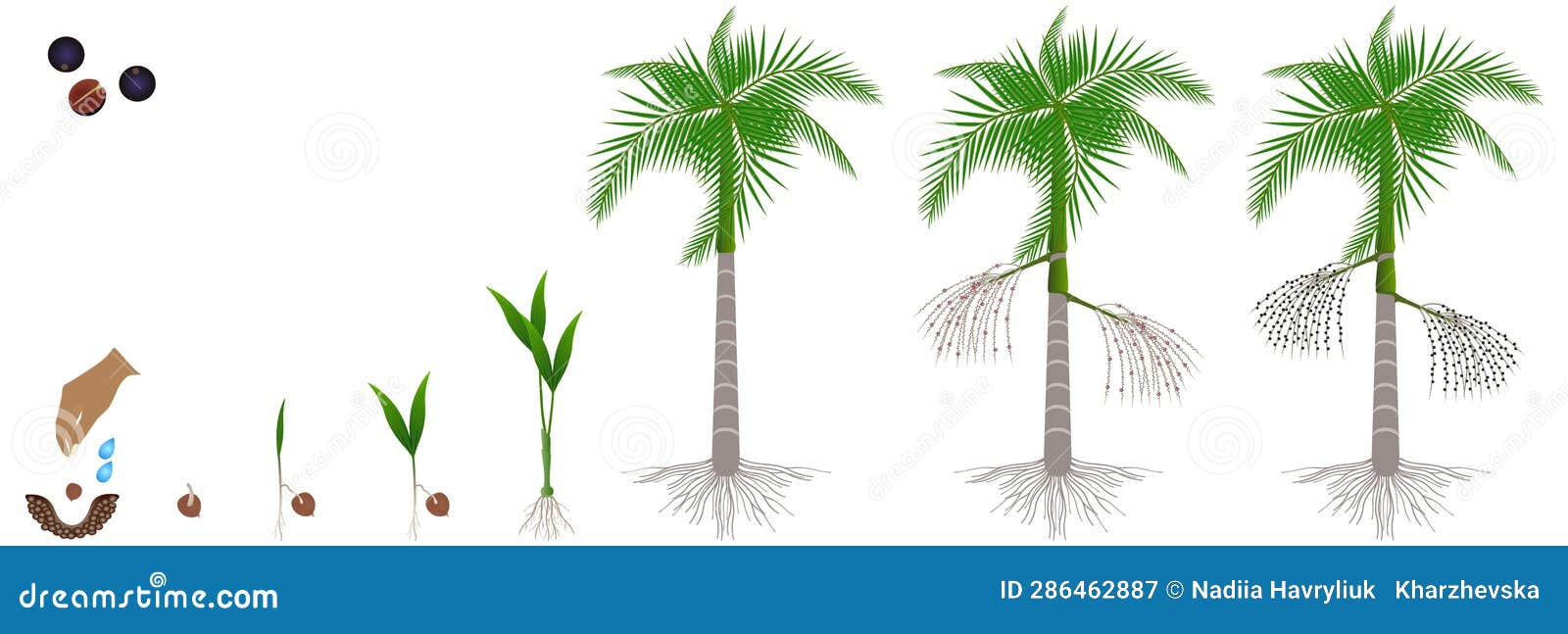 Cycle of Growth of Acai Palm Tree on a White Background. Stock Vector ...
