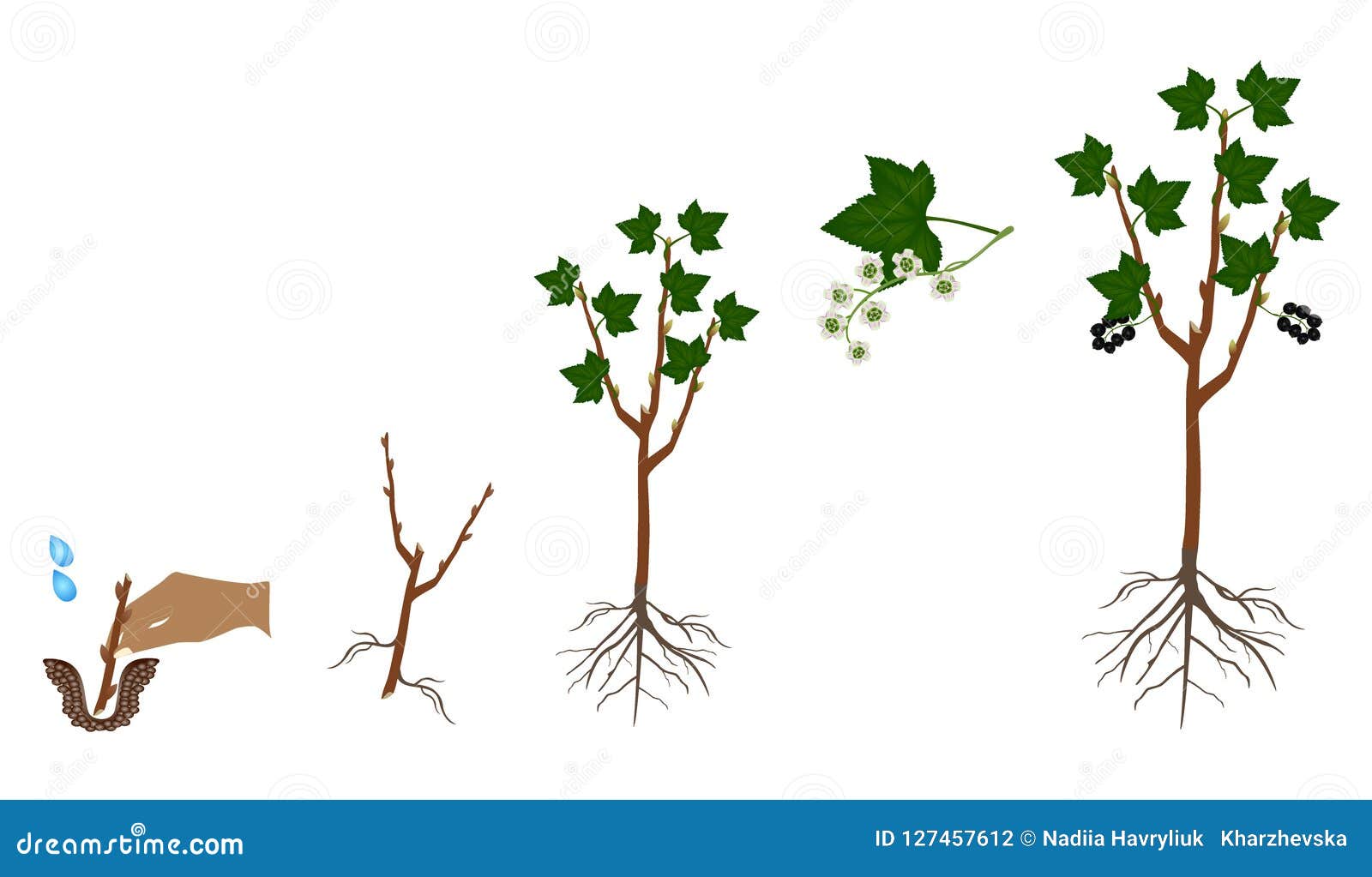 Cycle Of A Bush Black Chokeberry Aronia Melanocarpa Isolated On White ...