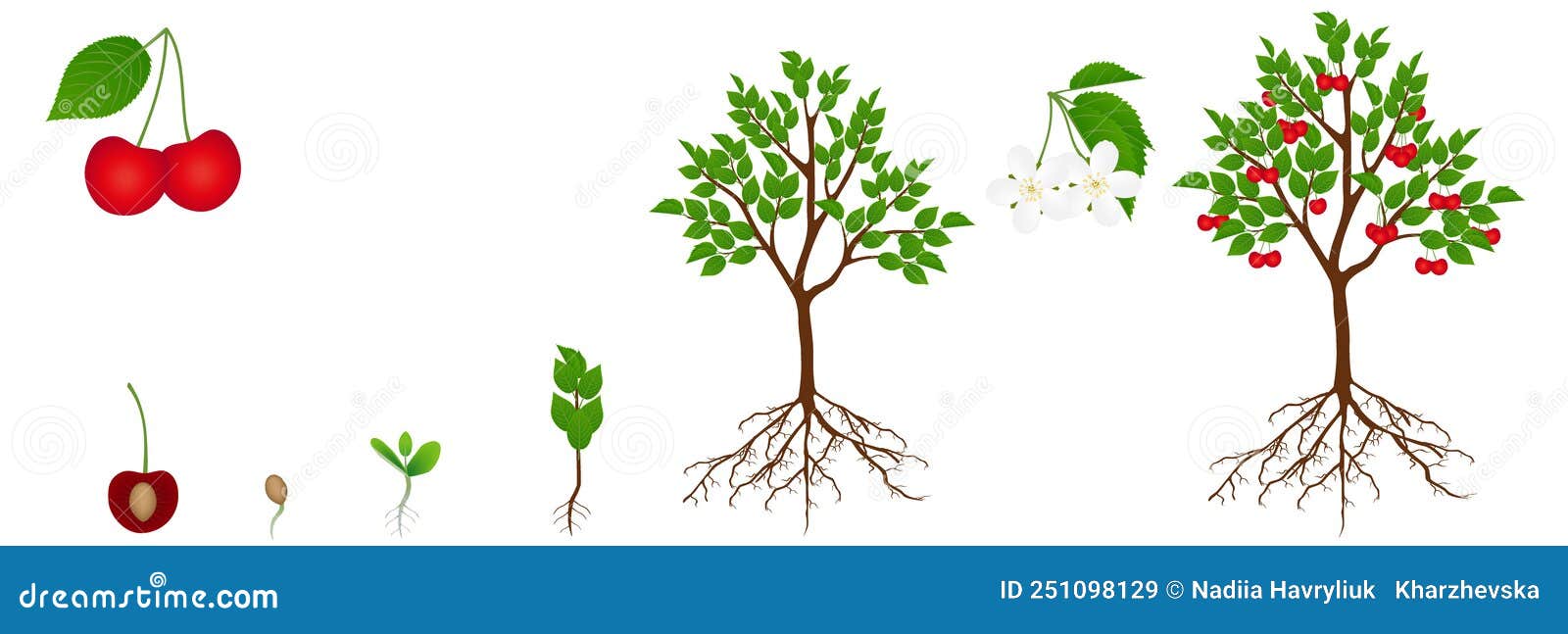 Cycle Of Growth Of A Cherry Tree Is Isolated On A White Background ...