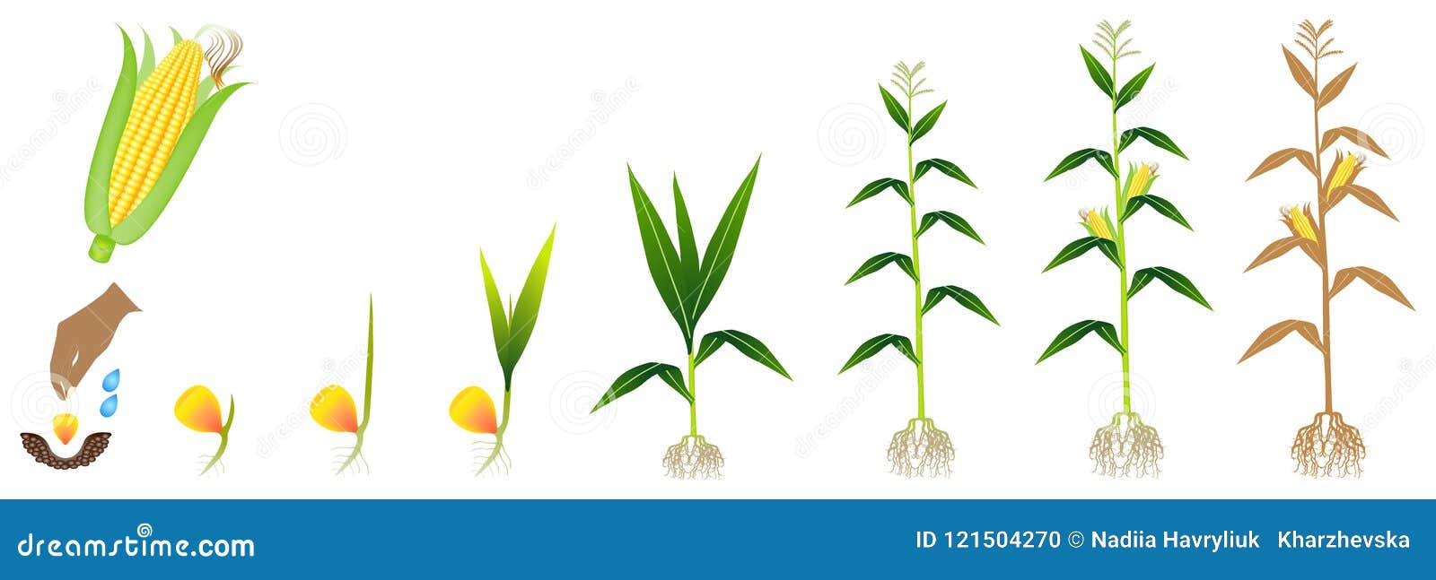 Corn Development Stages