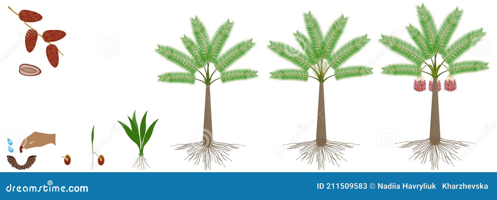 Cycle of Growth of Date Palm Tree on a White Background. Stock Vector ...