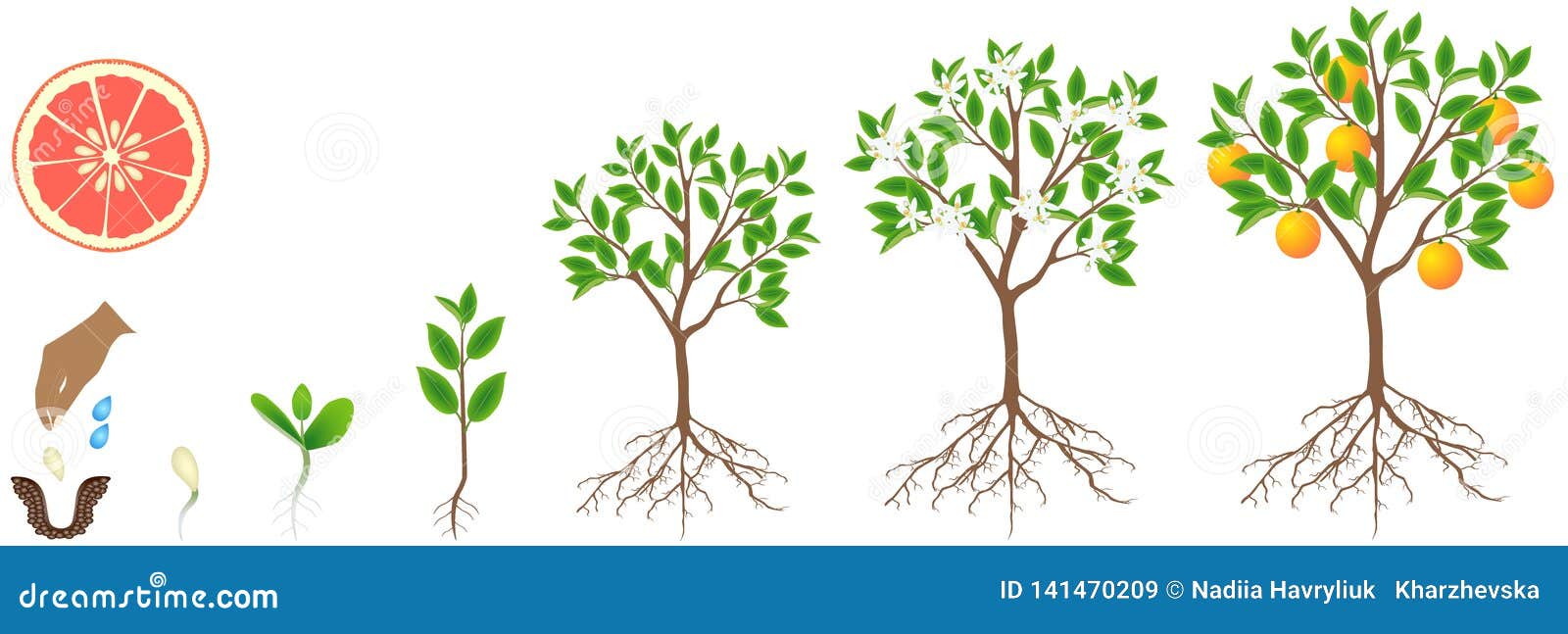 Cycle of Growth of a Grapefruit Plant on a White Background. Stock ...