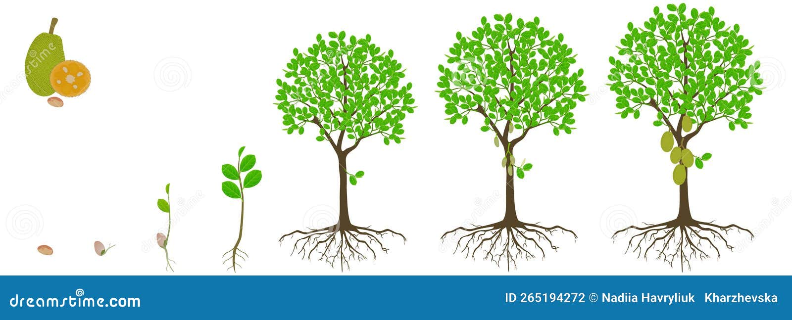 Cycle of Growth of Jackfruit Tree on a White Background. Stock Vector ...