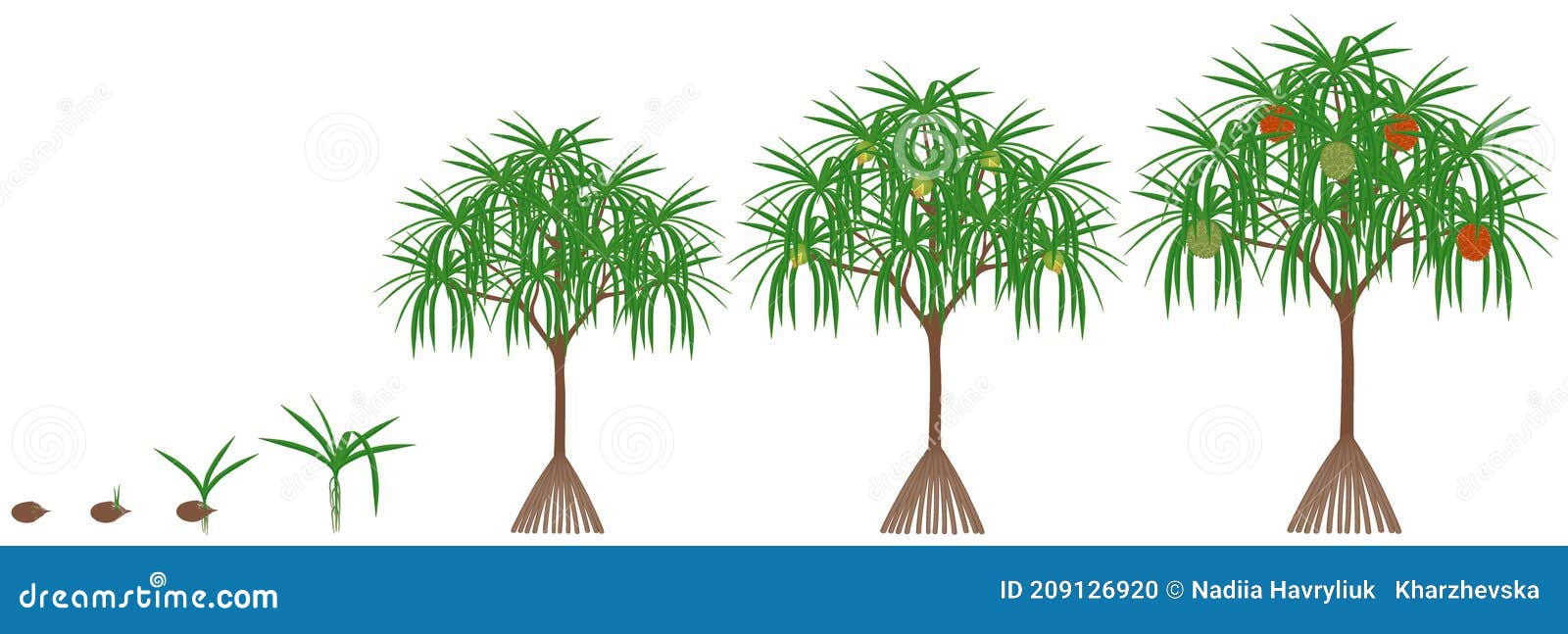 Hala Fruit, Pandanus Tectorius, Edible And Medicinal Plant Cartoon ...