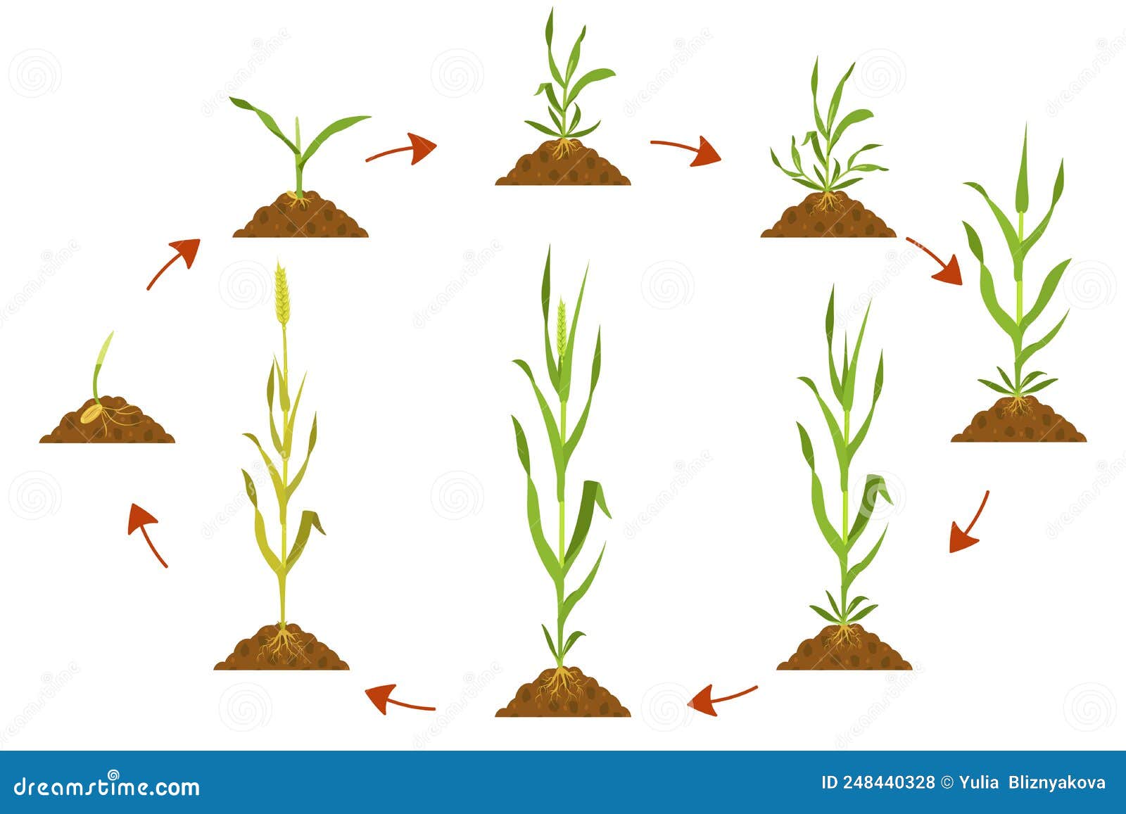 Cycle Growth Wheat in Agriculture. Wheat Development Cycle Infographic ...