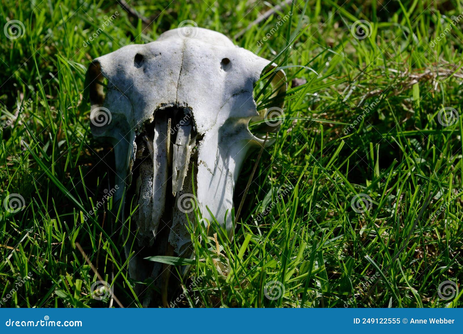 Nature Reclaims, Grass Growing Out the Eye Socket of a Skull Stock ...