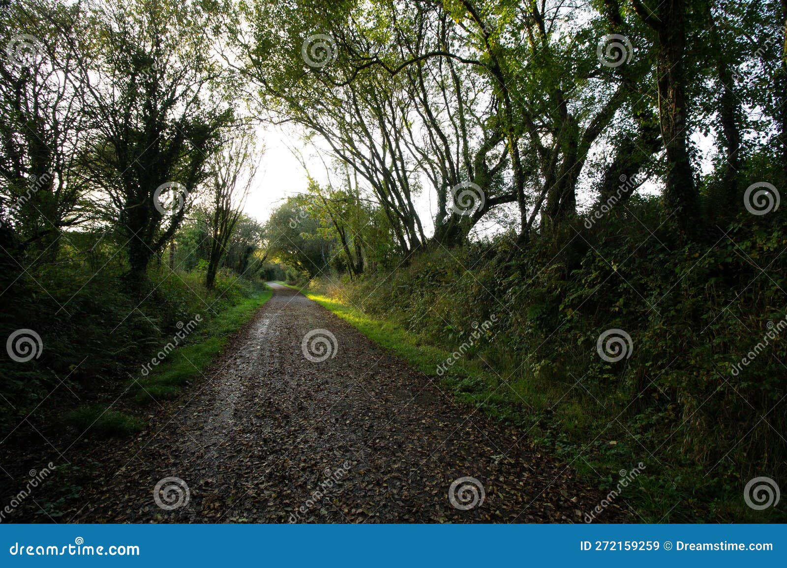 Cycle Path on an Old Railway Track in Devon Stock Image - Image of morning, meadow: 272159259