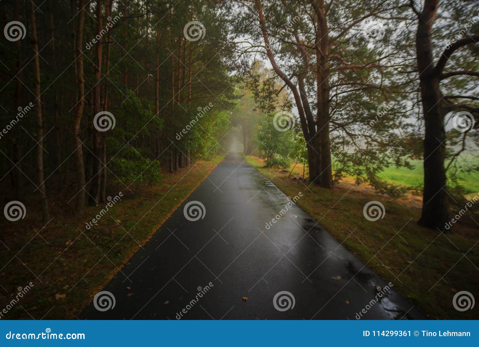 Cycle Path after Rain in the Forest Stock Image - Image of meadow ...