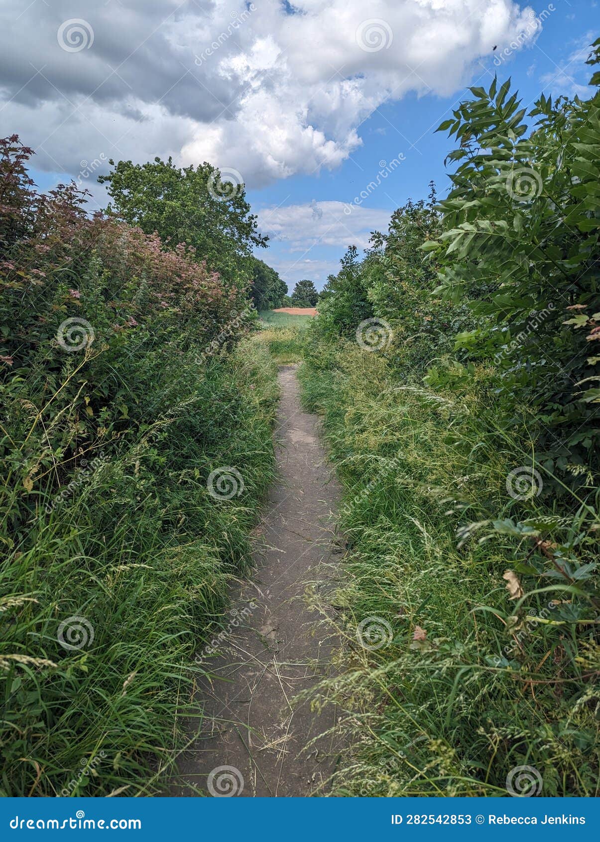The Cycle Path in Summer Time Stock Image - Image of path, time: 282542853
