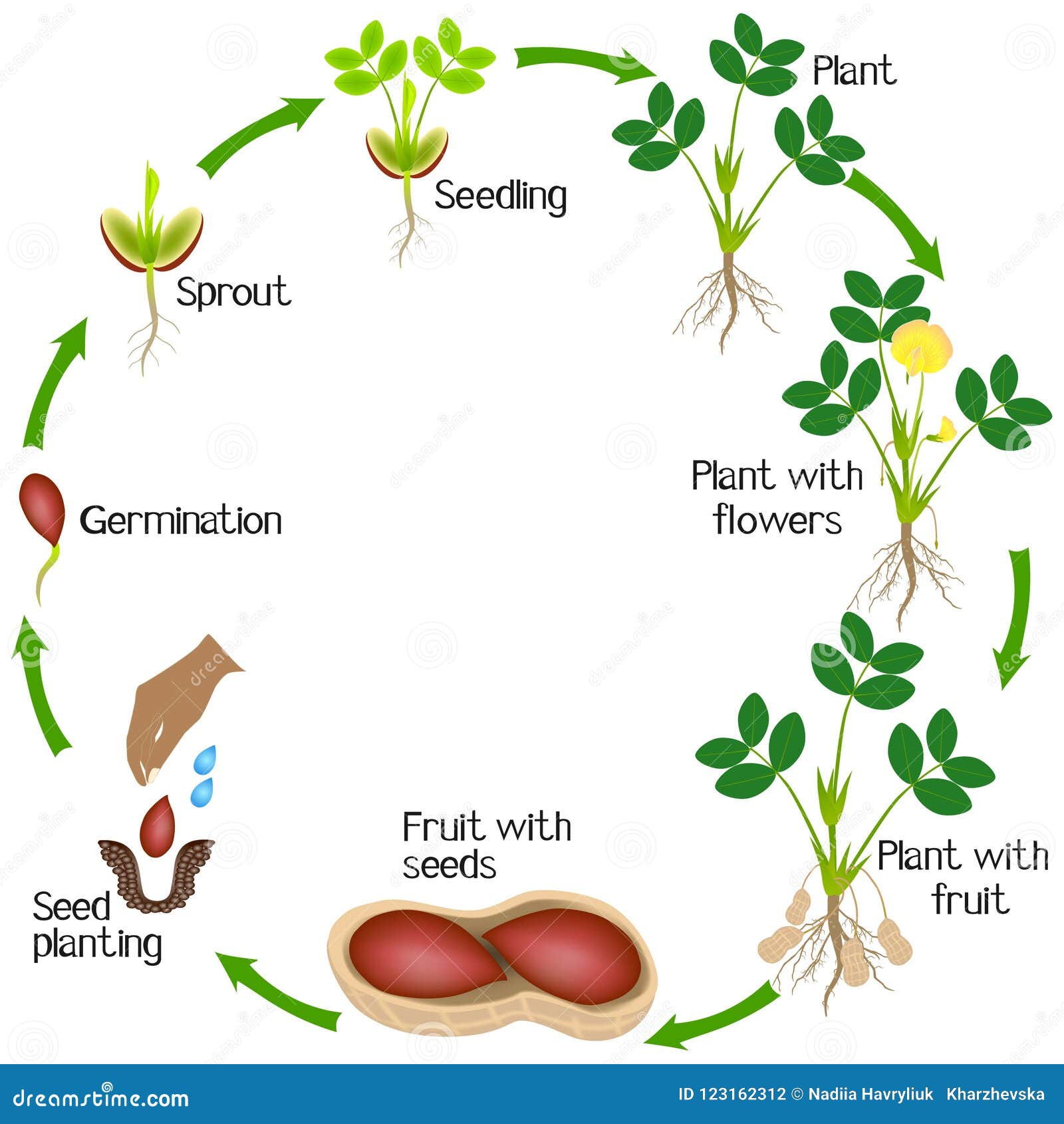 Stages Of A Plant Growth Stages Of A Plant Growth