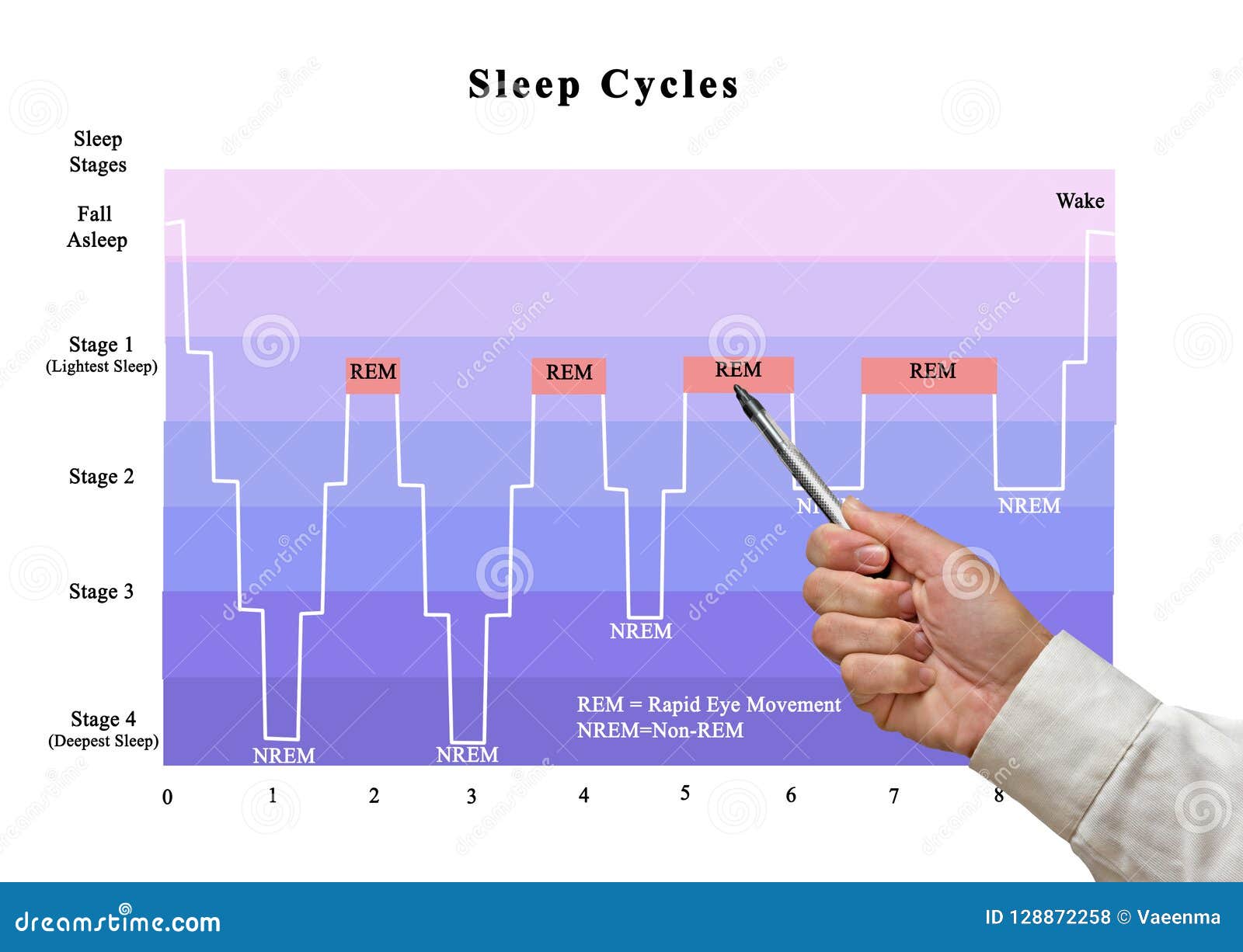 Cycles of sleep stock illustration. Illustration of asleep - 128872258