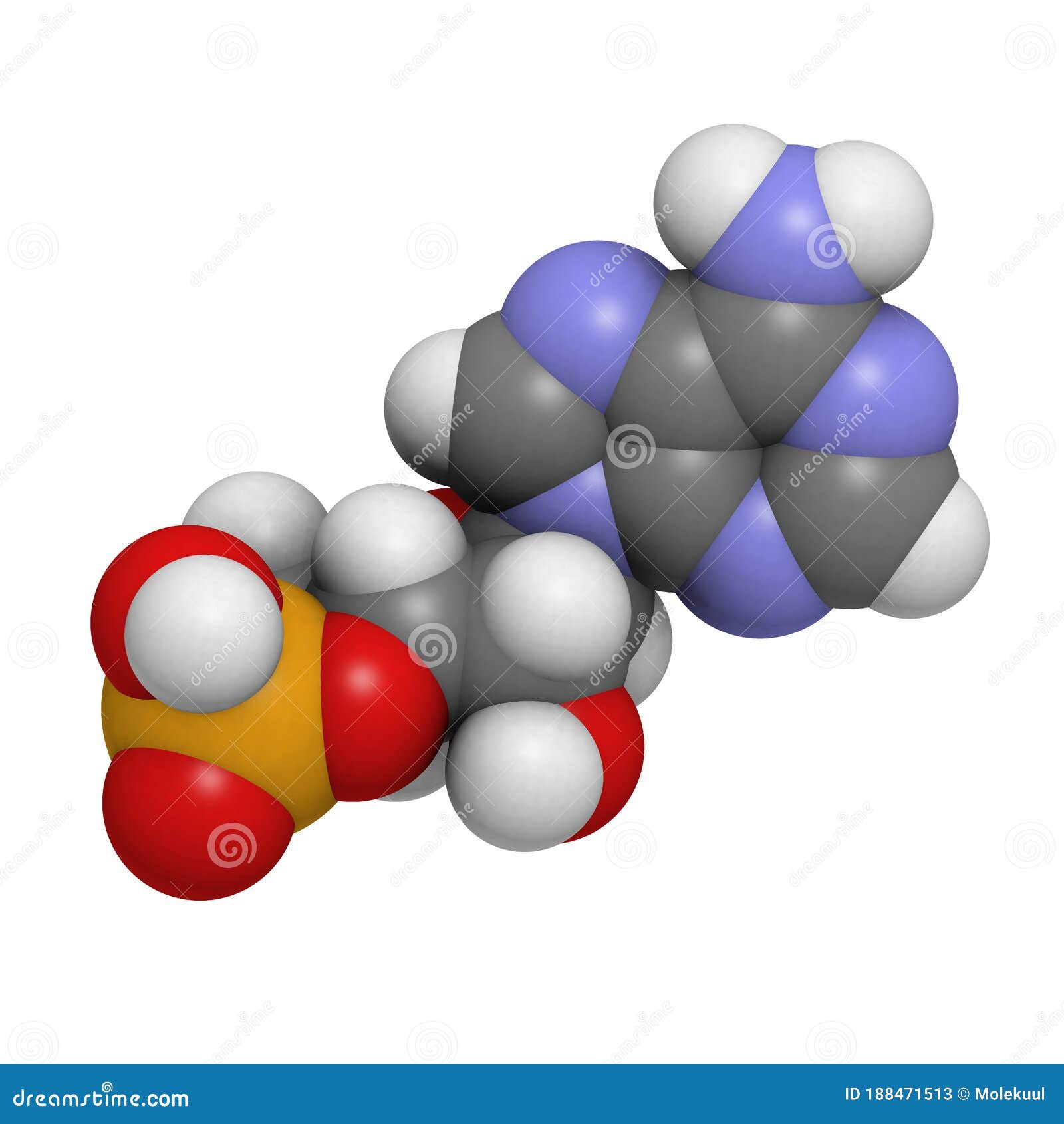 Cyclic Adenosine Monophosphate CAMP Second Messenger Molecule. Plays ...