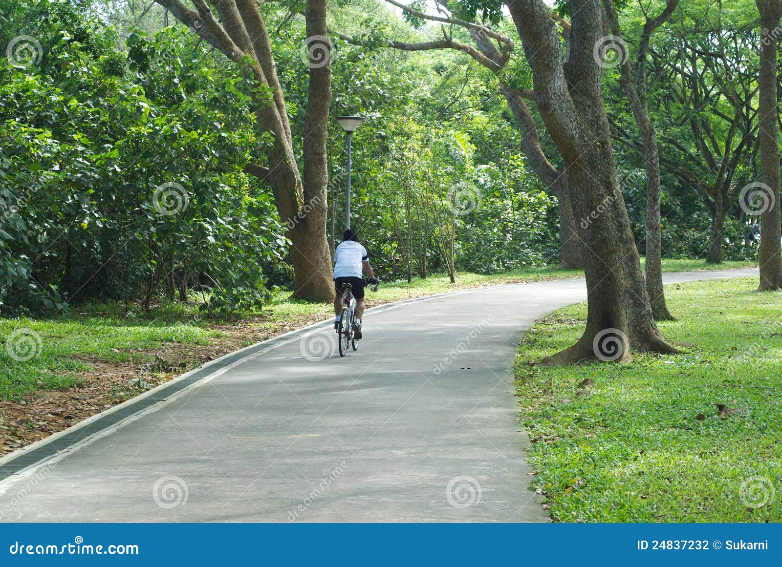 Cycling in nature park stock photo. Image of trees, plants - 24837232