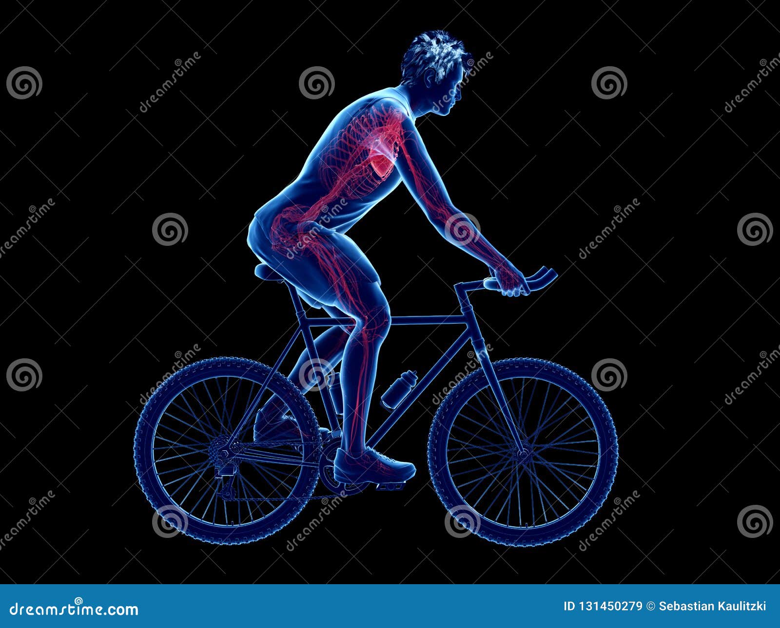 A cyclists heart stock illustration. Illustration of cardiovascular ...