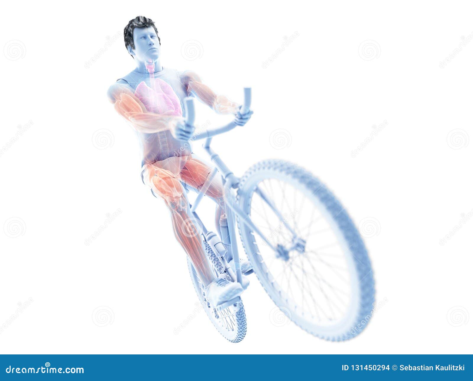 A cyclists muscles stock illustration. Illustration of muscles - 131450294