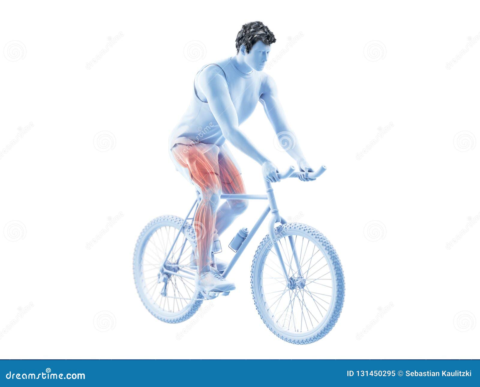 A cyclists muscles stock illustration. Illustration of anatomy - 131450295