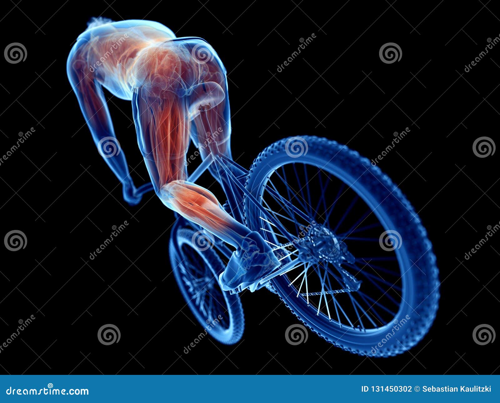 A cyclists muscles stock illustration. Illustration of muscle - 131450302