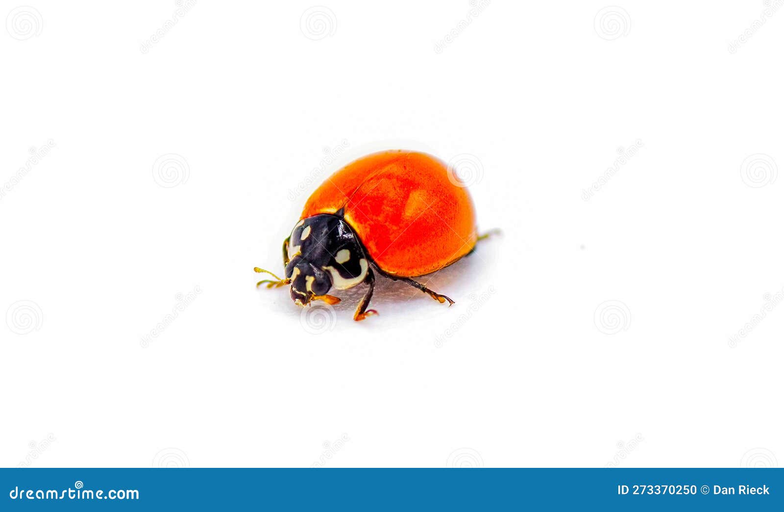 Cyclooneda Sanguinea the Spotless Lady Kever or Ladybug Side Profile ...