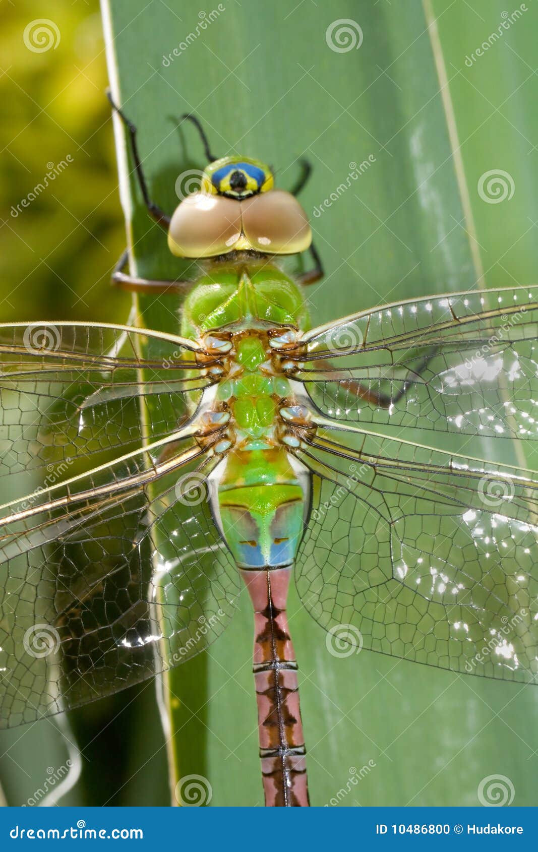 Cyclops Dragonfly Stock Photos - Free & Royalty-Free Stock Photos from ...