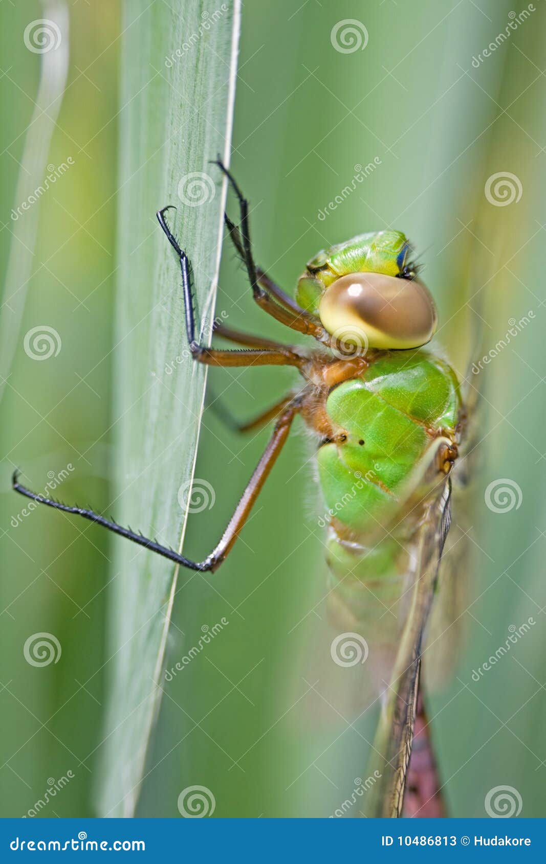 Cyclops Dragonfly stock image. Image of animal, lace - 10486813