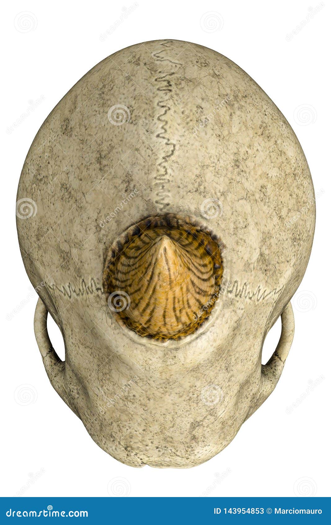 Cyclops Monster Skull in a White Background Stock Illustration ...