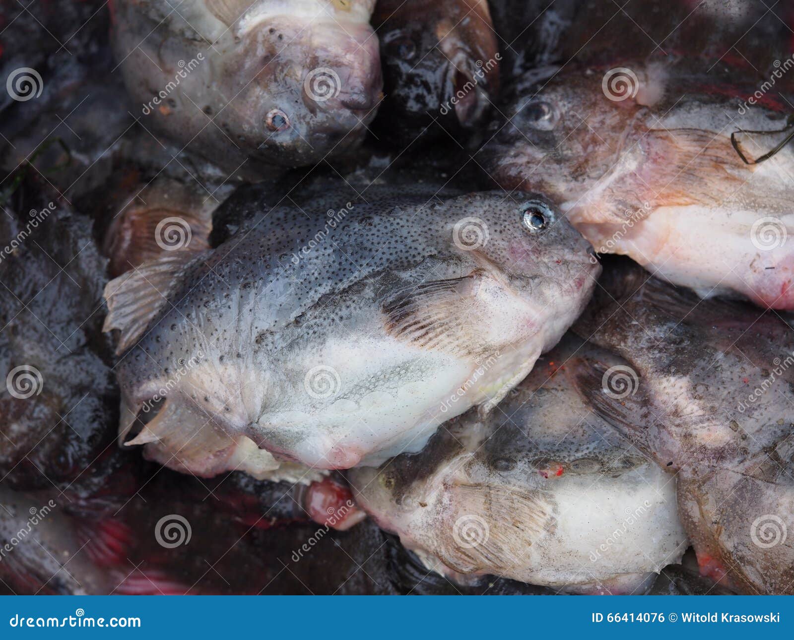 Cyclopterus Lumpus Cyclopterus Lumpus Stock Image | CartoonDealer.com ...