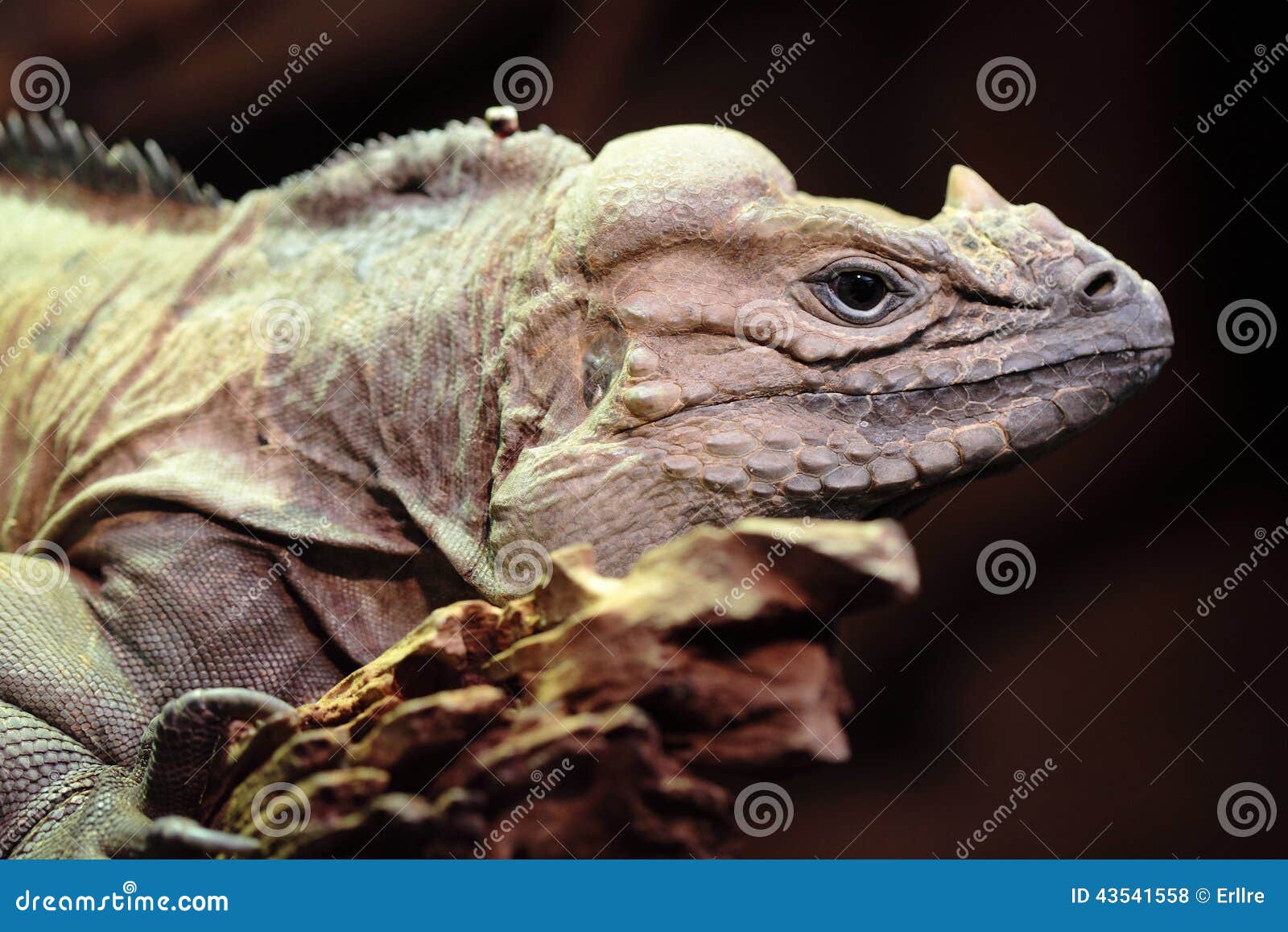 Cyclura Cornuta stock photo. Image of natural, nature - 43541558
