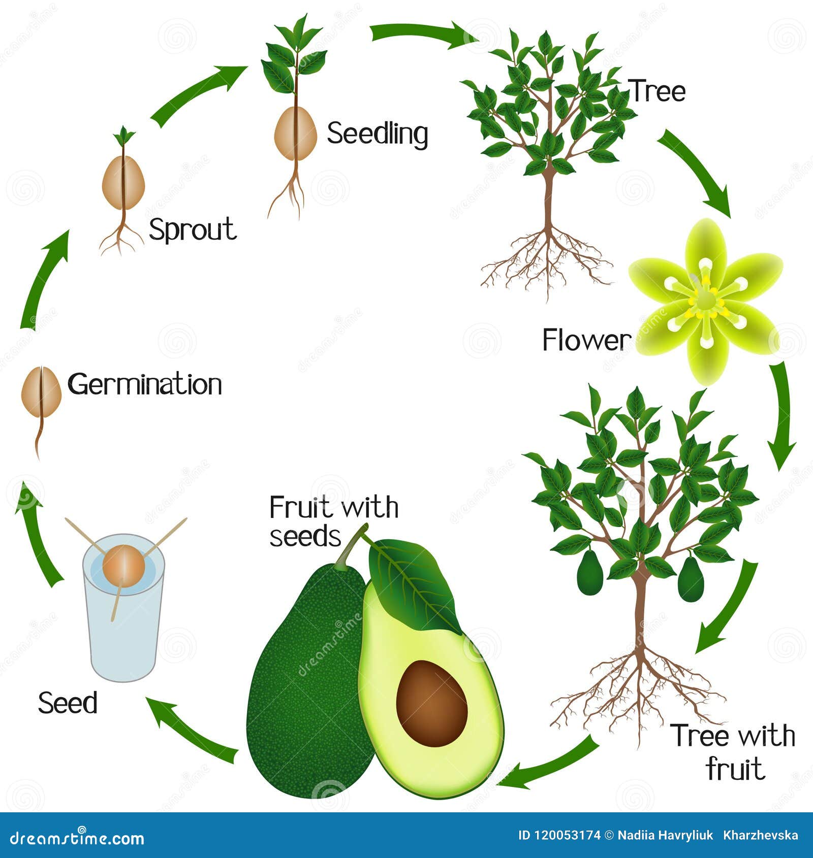 Cyclus Van De Groei Van Avocado Op Een Witte Achtergrond Vector ... Cyclus Van De Groei Van Avocado Op Een Witte Achtergrond Vector ...