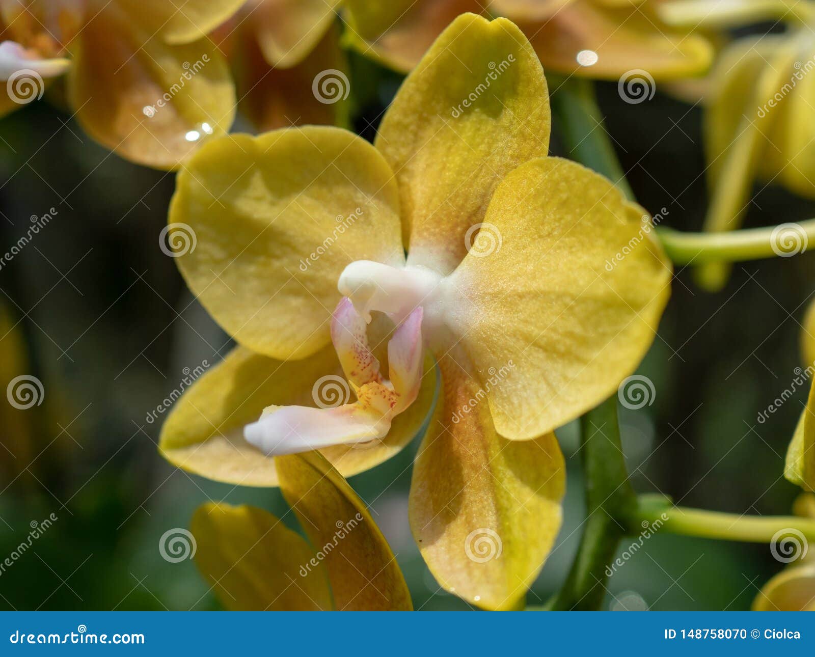 Cycnoches Orchid flower stock photo. Image of flora - 148758070