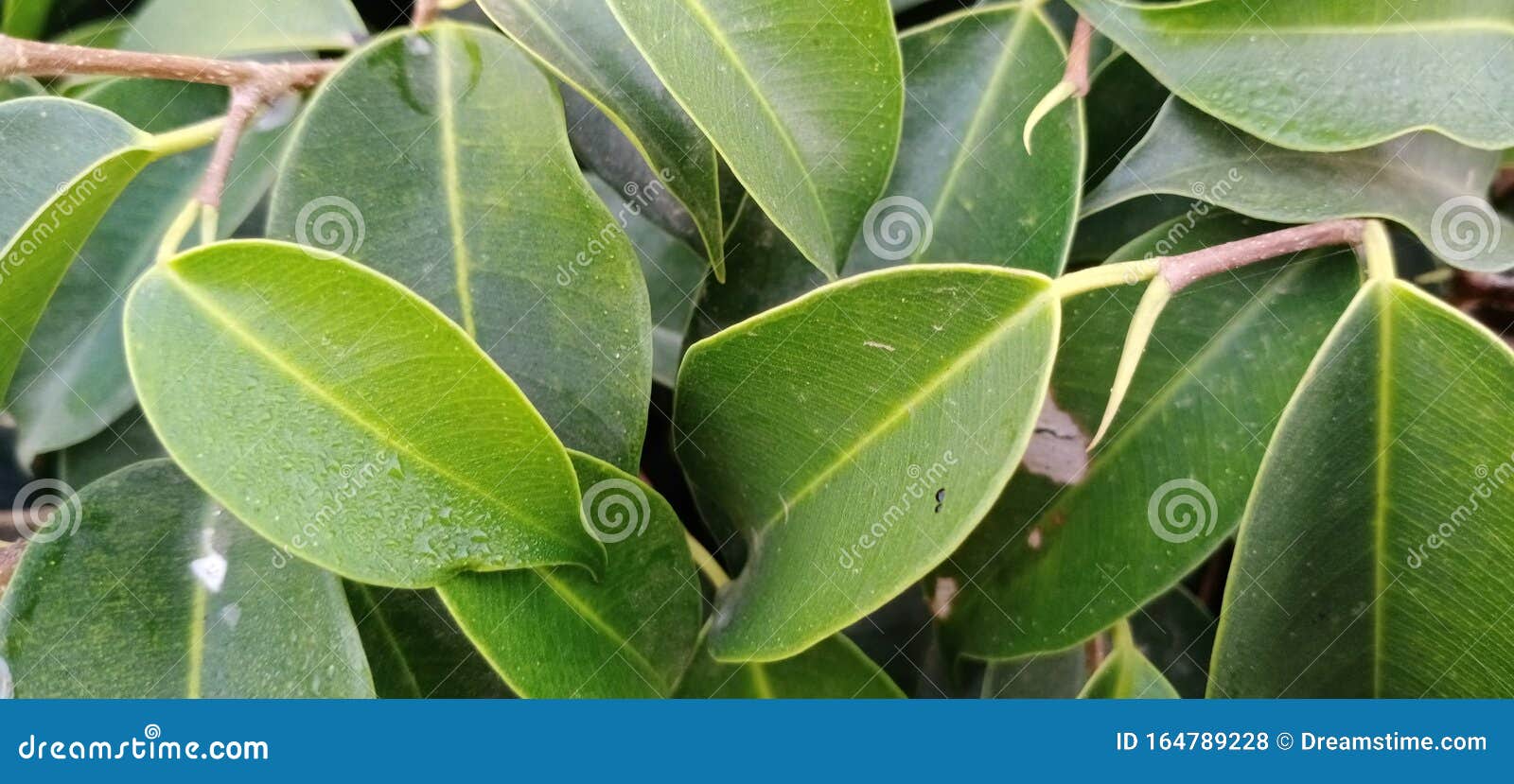 Cycus Plant Greenary Nature Decorative Plants Stock Photo - Image of ...