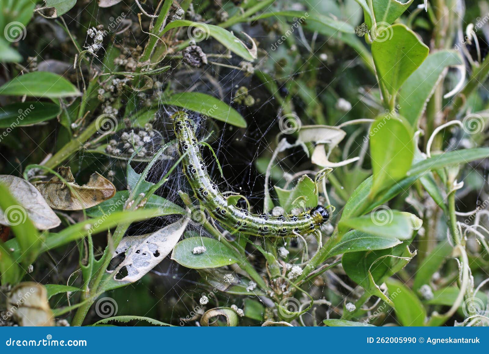 Cydalima Perspectalis Called Also As the Box Tree Moth Stock Photo ...