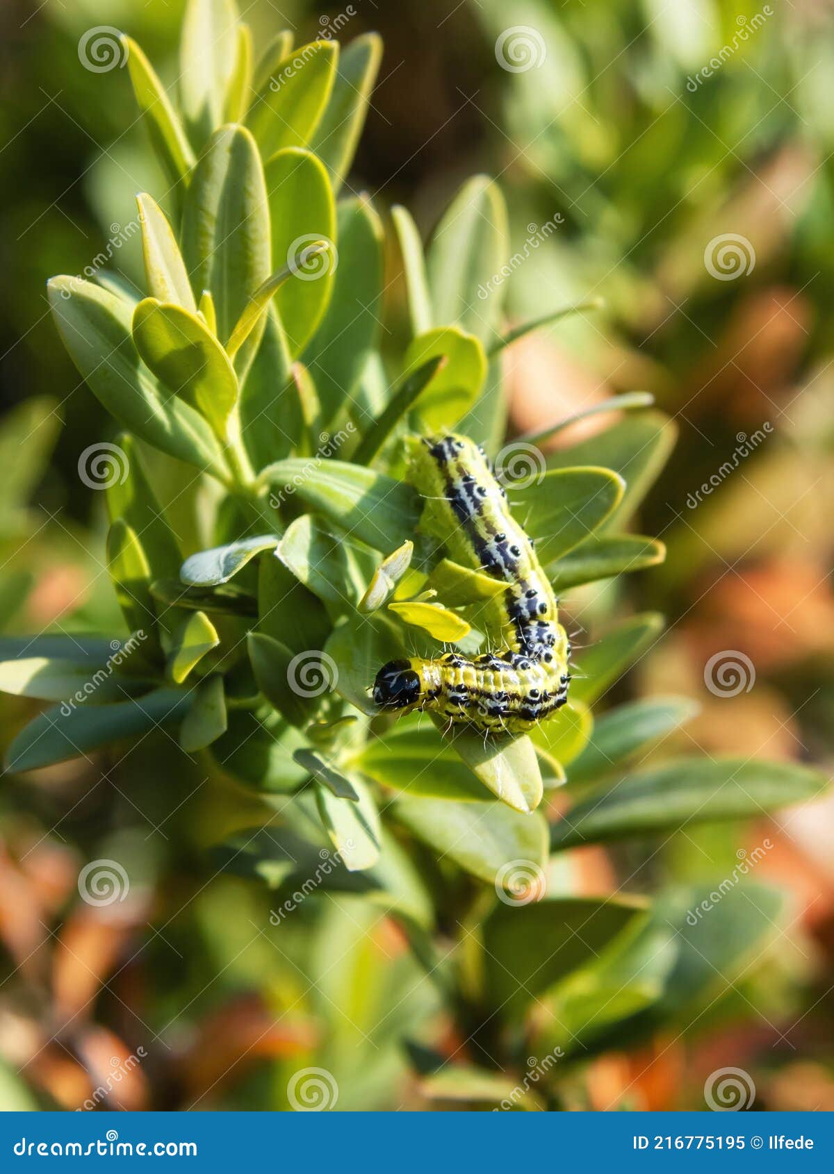 Cydalima Perspectalis Caterpillar, the Box Tree Moth Stock Image ...