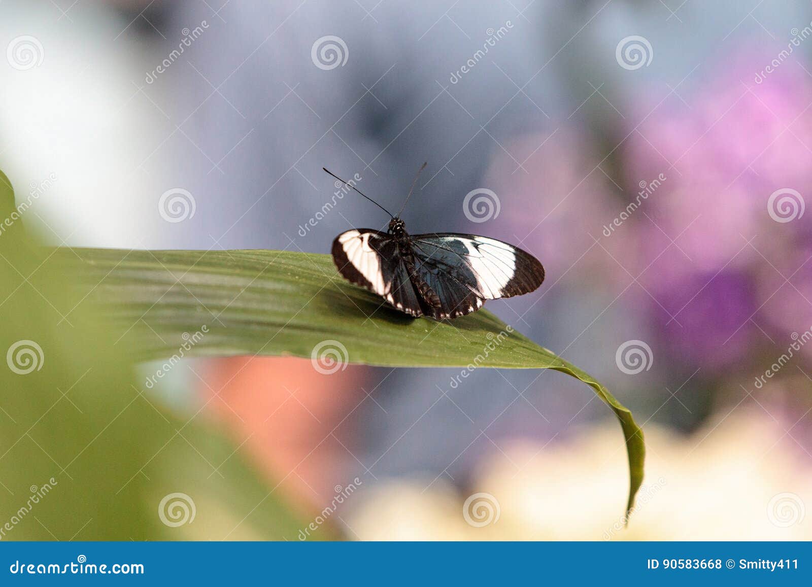 Cydno Longwing Butterfly, Heliconius Cydno Stock Photo - Image of butterfly, garden: 90583668
