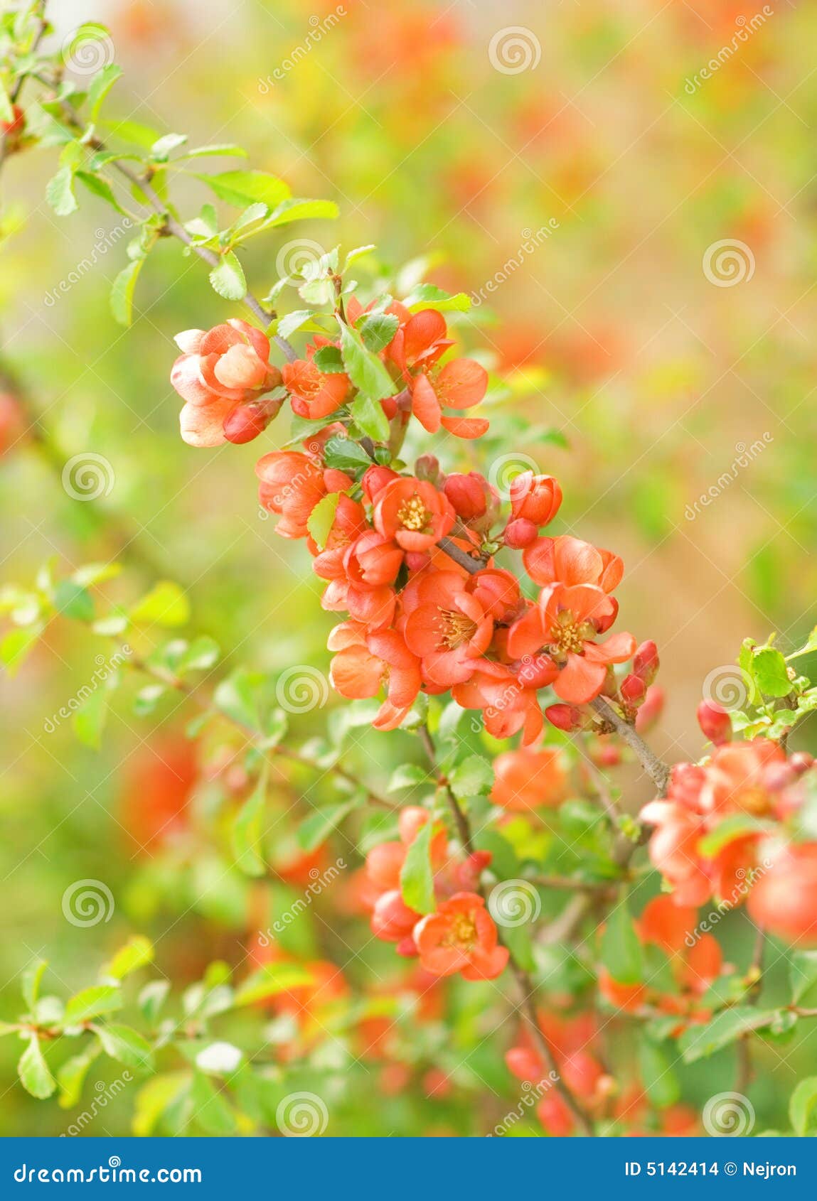 Cydonia flowers stock photo. Image of bloom, blurred, beauty - 5142414