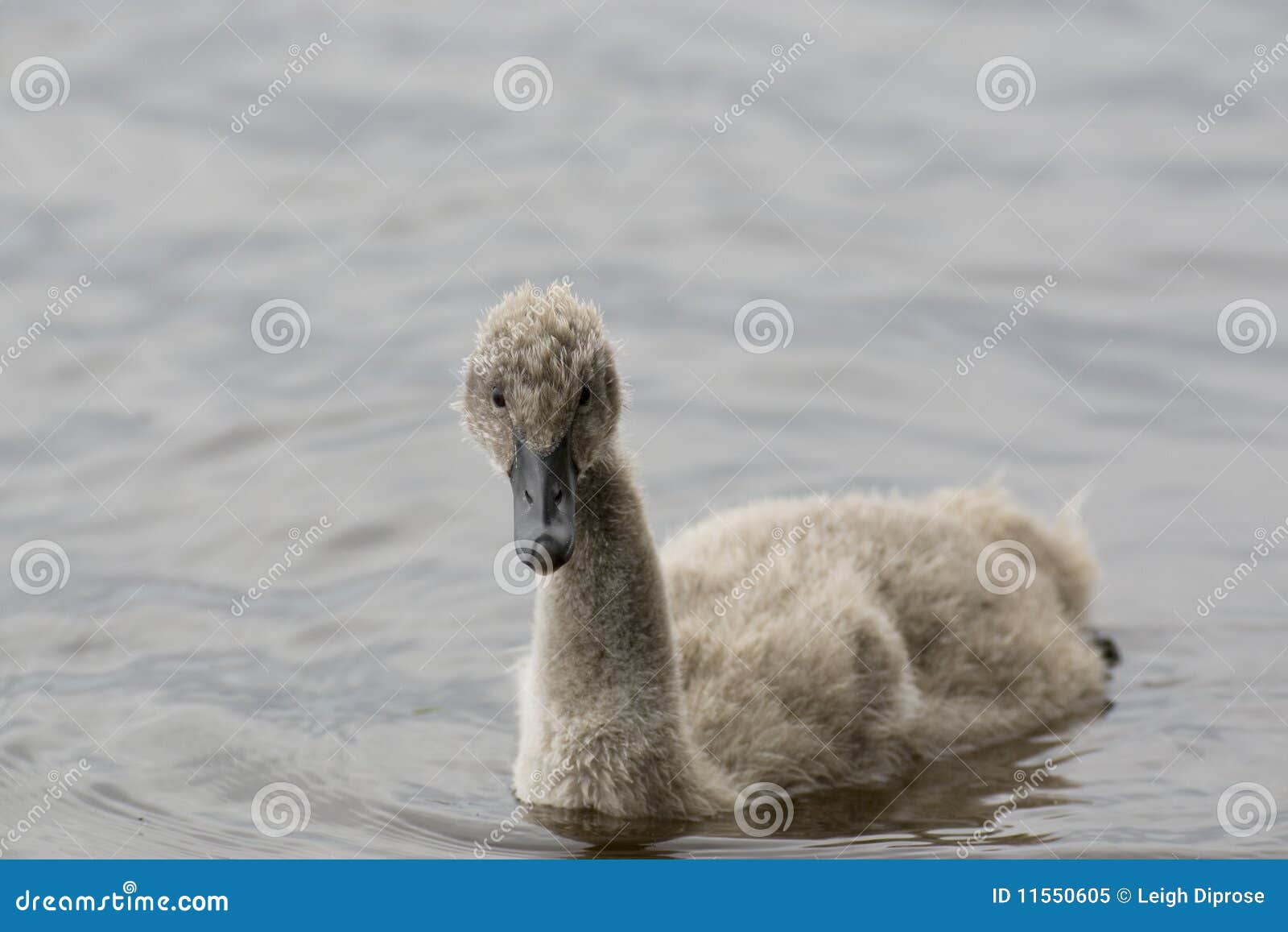 Cygnet stock image. Image of blue, black, baby, colour - 11550605