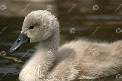Cygnet stock photo. Image of brood, nest, beach, flying - 12894