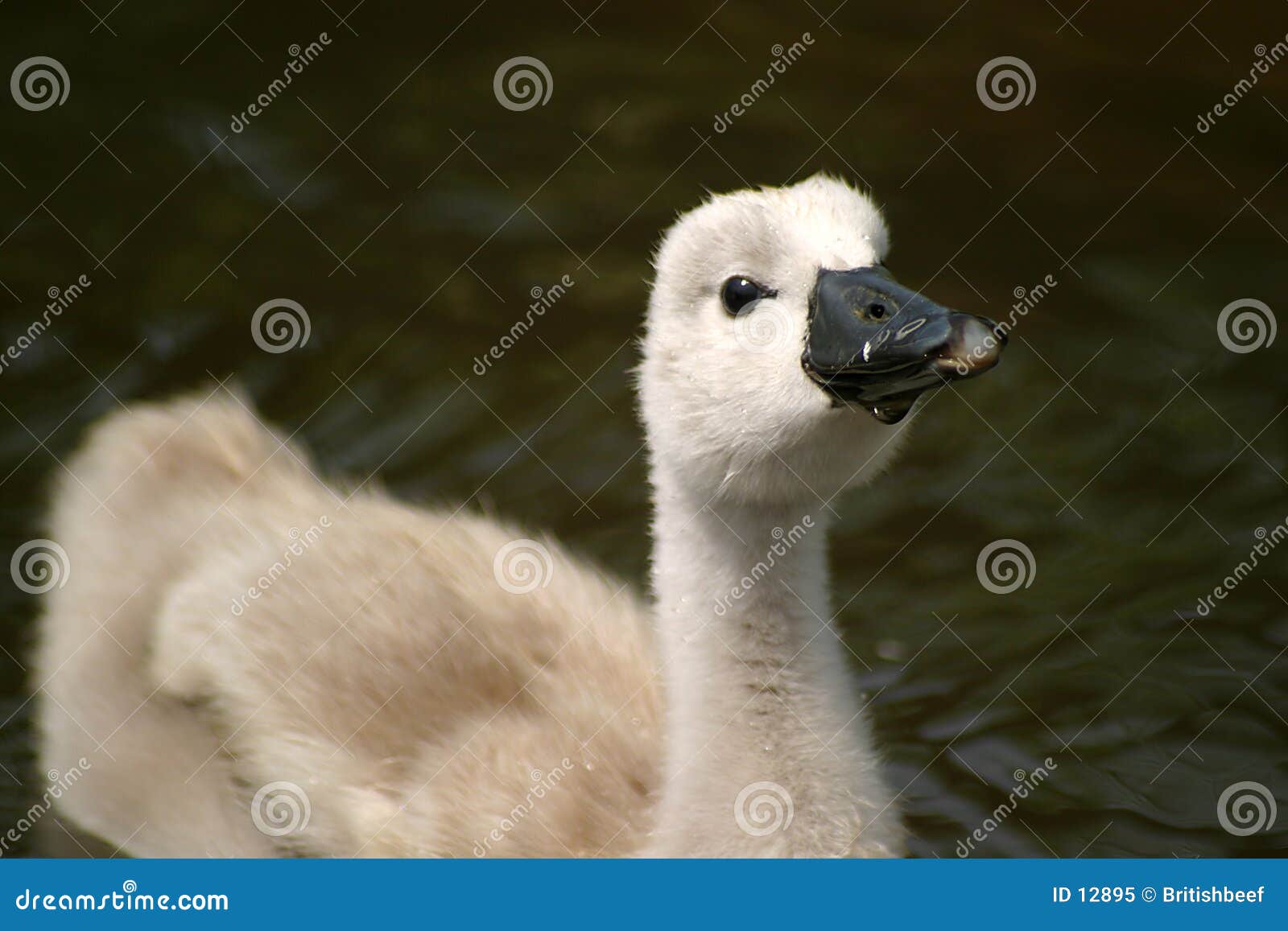 Cygnet stock image. Image of fluffy, aquatic, flight, nesting - 12895