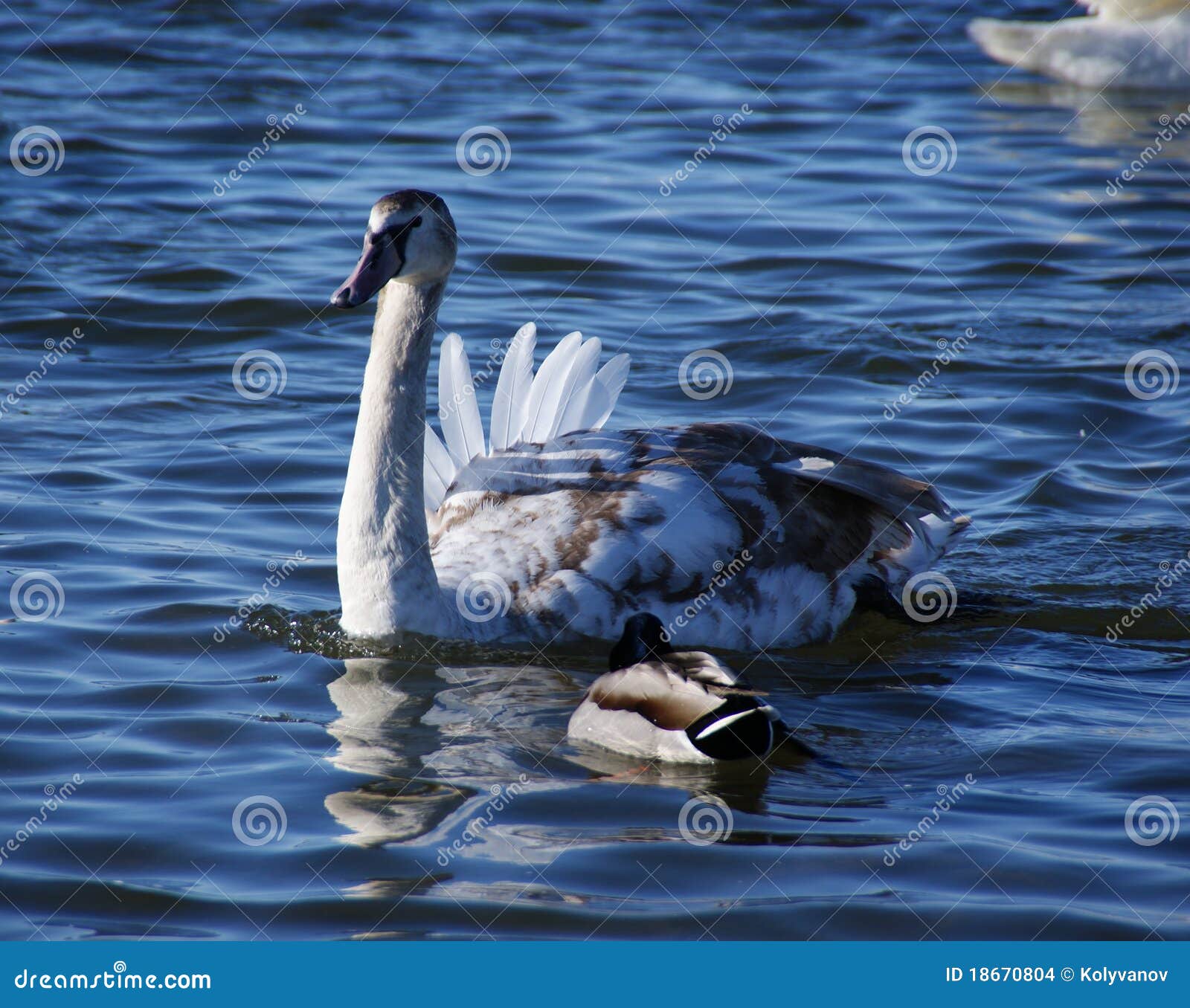Cygnet stock photo. Image of grace, wingspan, cute, neck - 18670804
