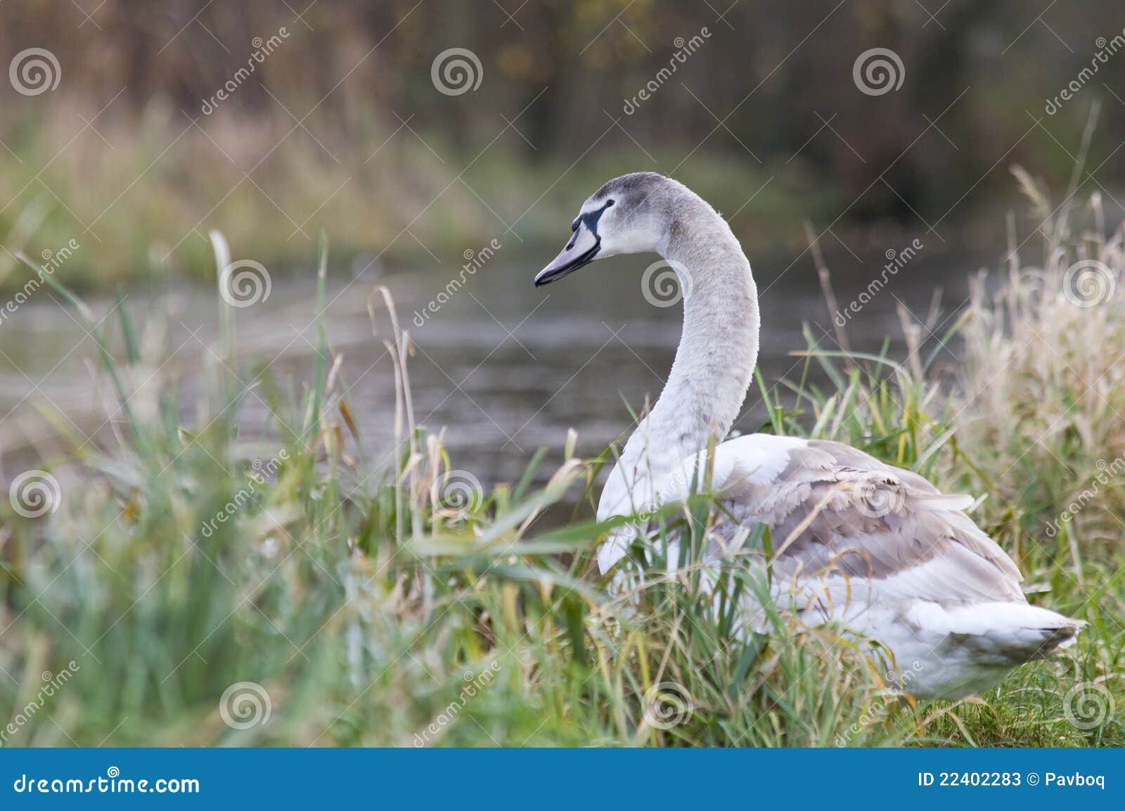 A cygnet stock image. Image of riverside, autumn, water - 22402283